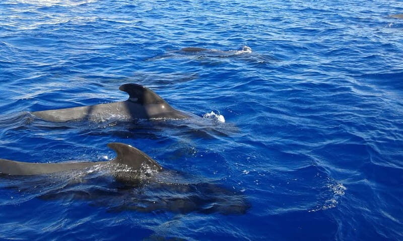 Adeje: Whale Watching Tour to Los Gigantes with lunch & swim - The Itinerary Breakdown