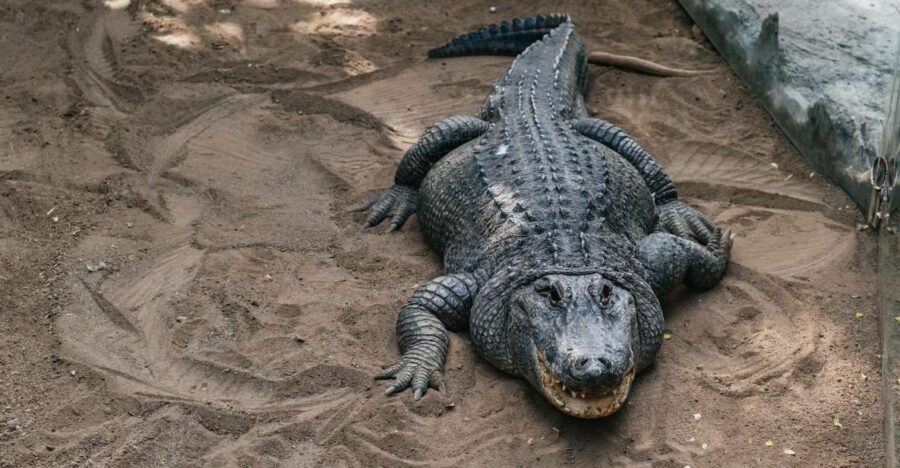Agüimes: Cocodrilo Park Zoo Entry Ticket - Visitor Insights from Reviews