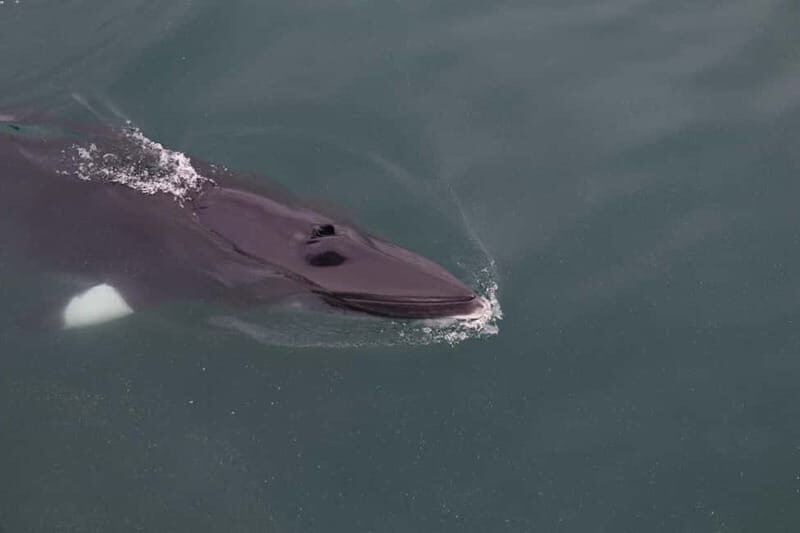 Akureyri: Whale Watching Shore Excursions - The Core Experience: Wildlife Viewing and Expert Commentary