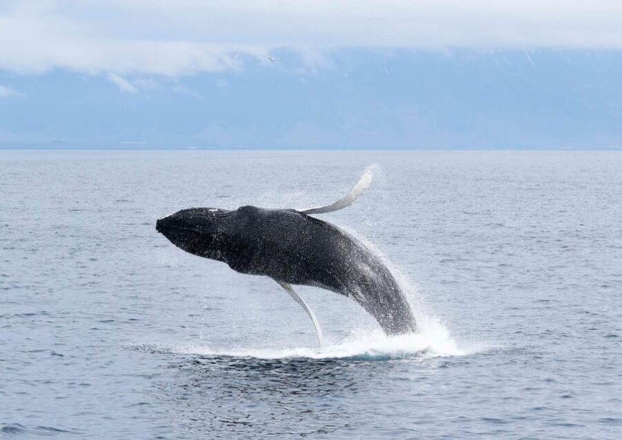 Akureyri: Whale Watching Tour & Forest Lagoon Entrance - Who Will Love This Tour?