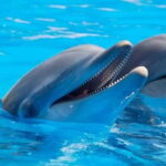 Alanya: Sealanya Dolphinpark Dolphin Show Tour - Authentic Perspectives from Visitors