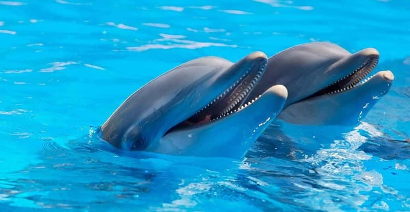 Alanya: Sealanya Dolphinpark Dolphin Show Tour - Authentic Perspectives from Visitors