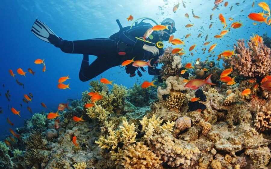 Alanya:Scuba Diving Boat Trip with Lunch and Transfer - Who Will Love This Tour?