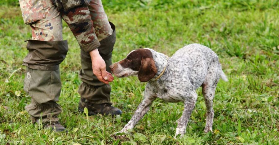Alba: Truffle Hunting with Cheese, Truffle, & Wine Tastings - Exploring the Experience in Detail