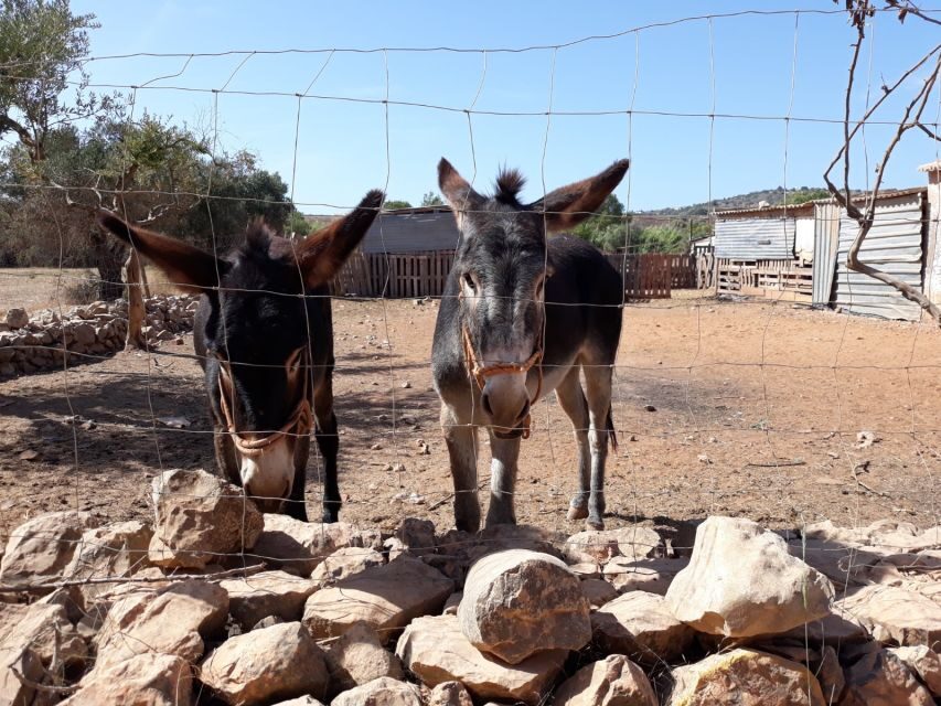 Albufeira Countryside Tuk Tuk Tour - Why the Small Group and Personal Touch Matter