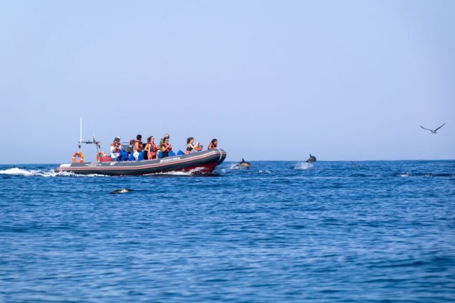 Albufeira: Dolphins, Benagil Caves and Coastline Boat Tour - Who Will Love This Tour?