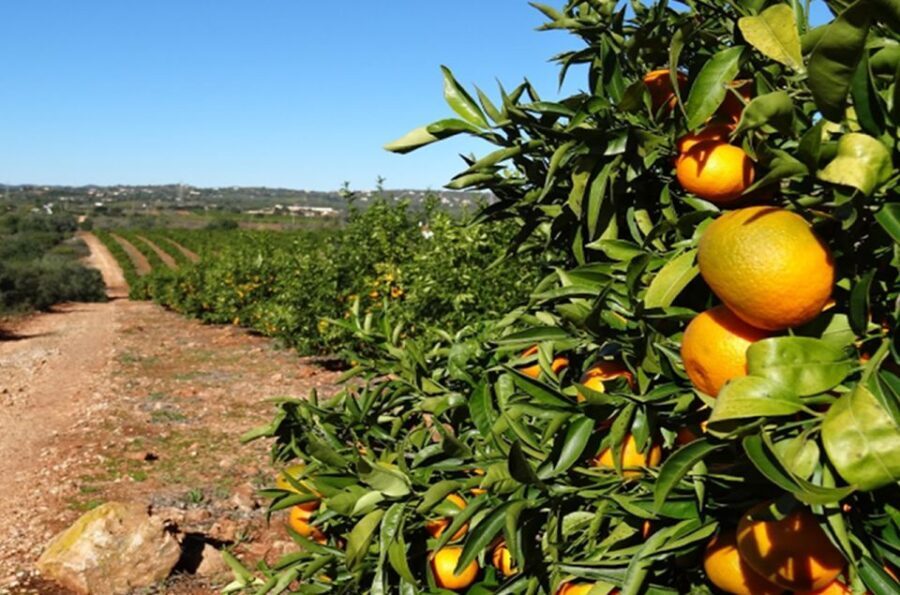Albufeira: Full Day Safari Excursion in Algarve Mountains - Authentic Experiences and Traveler Perspectives