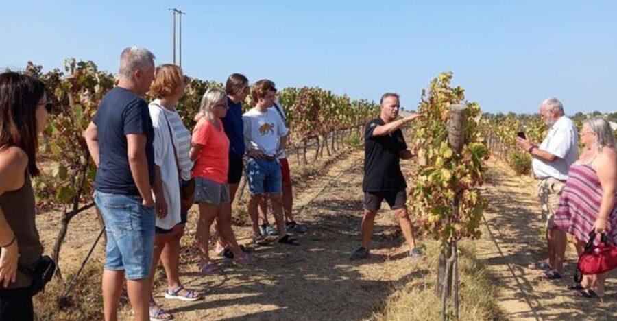 Albufeira/Vilamoura: Winery Tour with Wine Tasting and Tapas - Why This Tour Offers Great Value