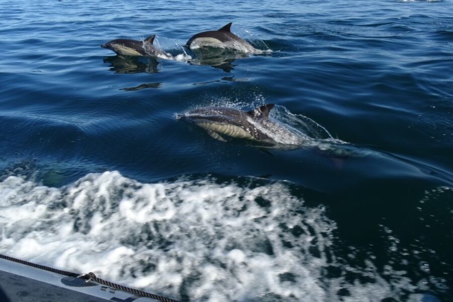 Algarve Dolphin Watching & Marine Life Eco Tour - Who Will Love This Tour?