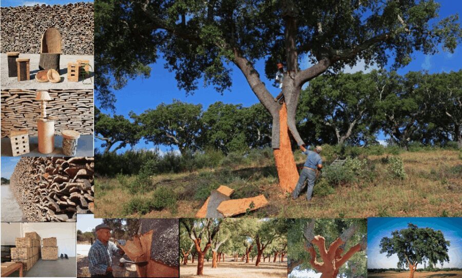 ALGARVE'S CORK TRAIL - Key Points