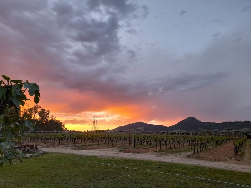 Alghero: Dinner in the Vineyard with Wine - Who Will Love This Tour?