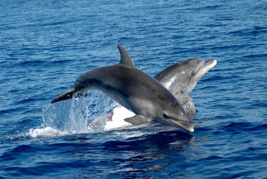 Alghero: Dolphin Watching Tour with Marine Biologists - What’s Included and What You Should Consider