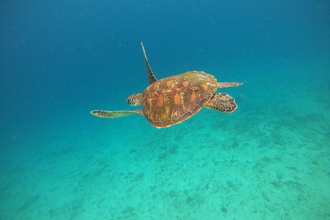All Inclusive Snorkeling at Blue Lagoon with Lunch - Discover Bali’s Vibrant Marine Life and Scenic Shores