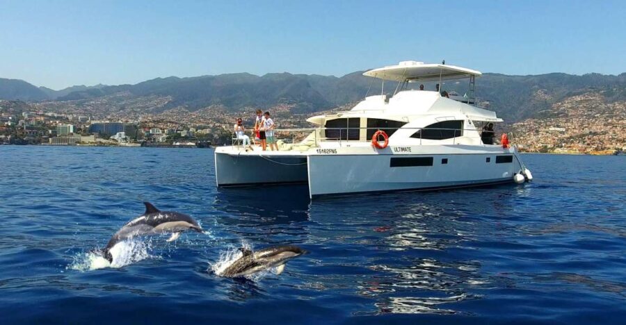 All Inclusive Whale and Dolphin Watching Luxury Tour - An In-Depth Look at the Madeira Whale and Dolphin Tour