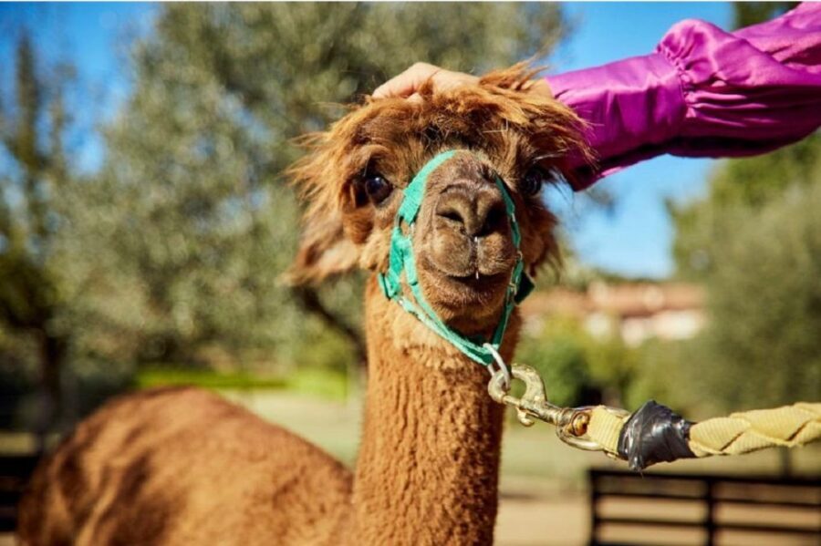 Alpaca Trek in Valdichiana Senese - Analyzing the Value
