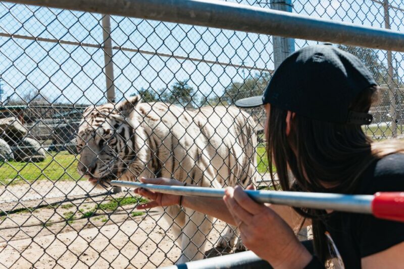 Alpine: Lions Tigers & Bears Sanctuary Visit and Feeding - Introduction