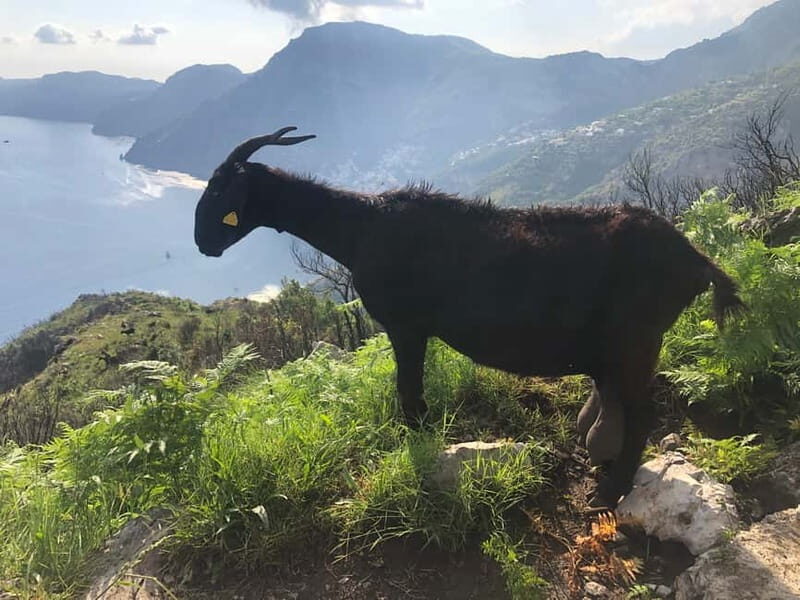 Amalfi Coast: Bomerano to Nocelle  The Path of the Gods - Practical Details and Recommendations