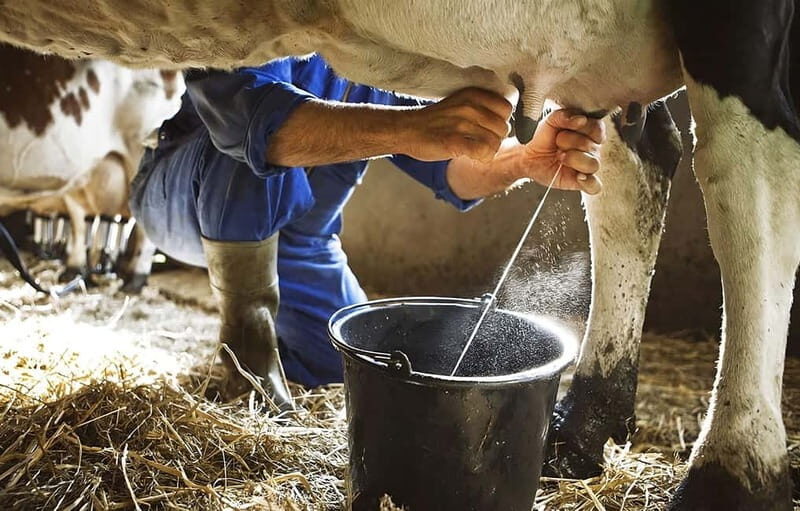 Amalfi: Milk the cows, Make Pasta, Mozzarella and Tiramisù! - The Itinerary: What to Expect