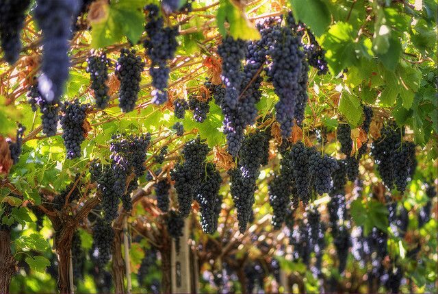 Amarone Wine Tour & Tasting from Venice, Padua or Verona - What Travelers Are Saying