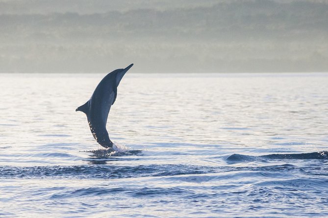 Amazing Private Tours: Dolphins Lovina and Gitgit Waterfall include Lunch - A Closer Look at the Tour Experience