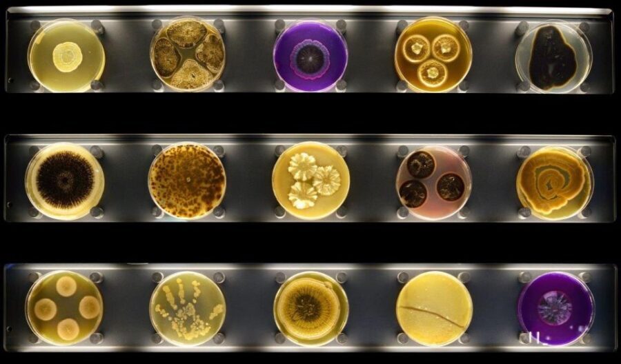 Amsterdam: ARTIS-Micropia Microbe Museum Entry Ticket - What to Expect at ARTIS-Micropia