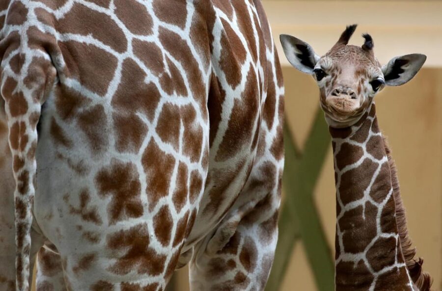 Amsterdam: Artis Royal Zoo & ARTIS-Micropia Combo Ticket - Exploring ARTIS Royal Zoo