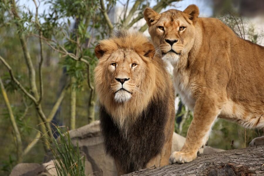 Amsterdam: ARTIS Royal Zoo Entry Ticket - How to Prepare for Your Visit
