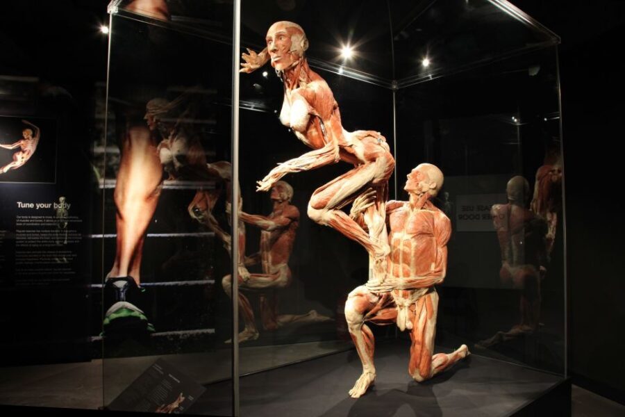 Amsterdam: Body Worlds Exhibition and Canal Cruise - Practical Details and Tips for Visiting