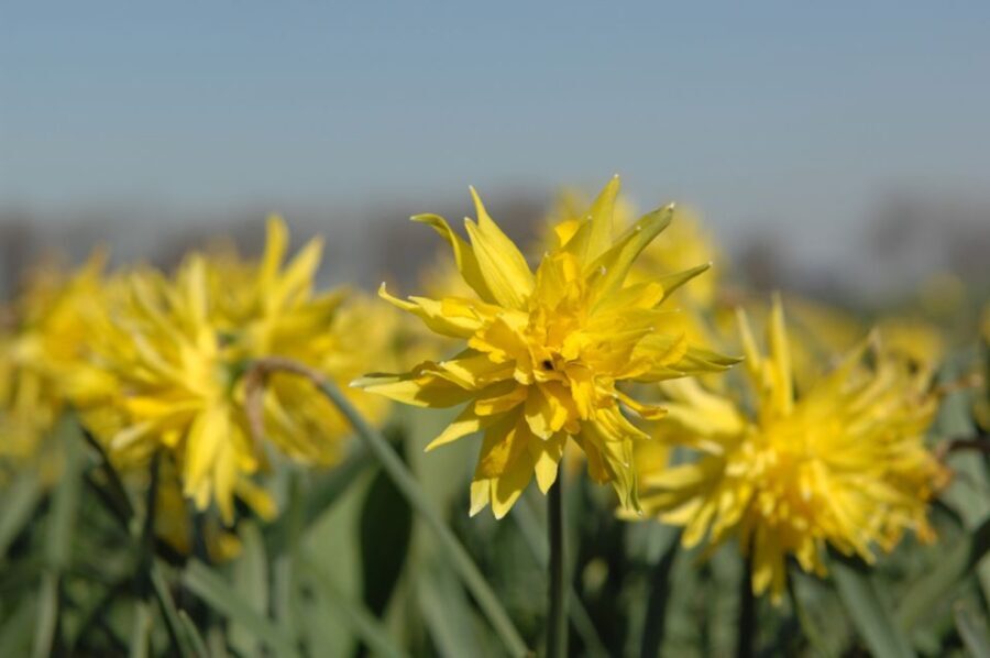 Amsterdam: Half-Day Flower Fields and Keukenhof Bicycle Tour - Pricing and Value