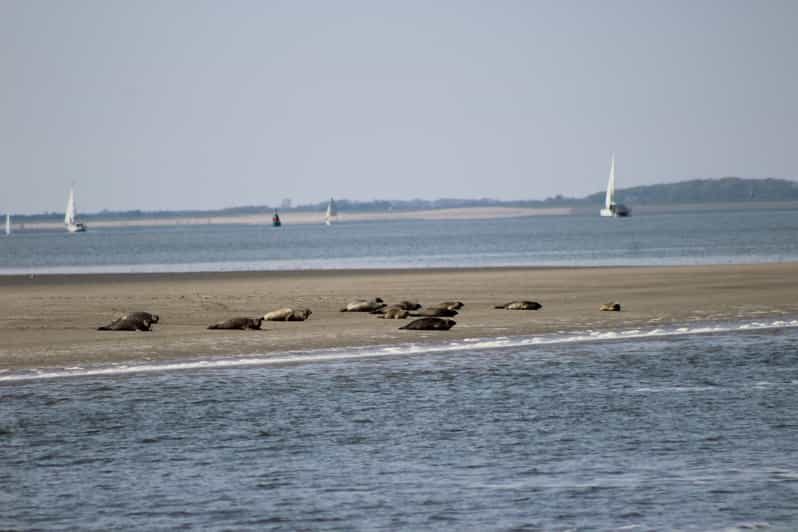 Amsterdam: Half-Day Seal Safari at Waddensea UNESCO Site - Exploring Medemblik: A Historic Delight