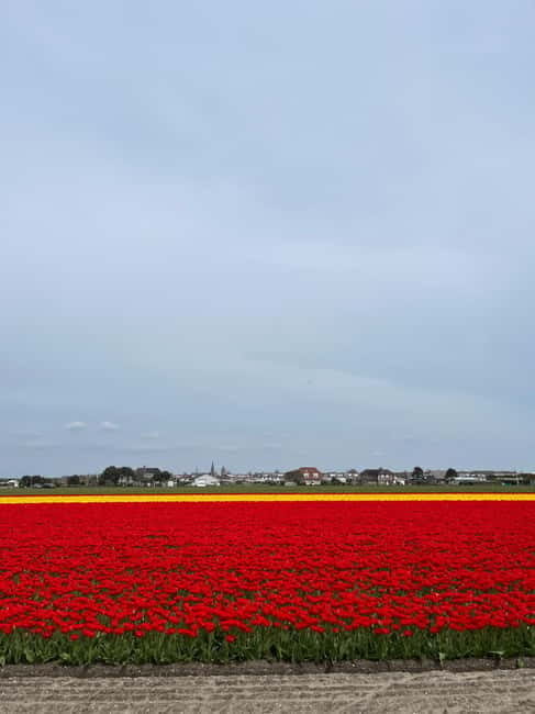 Amsterdam: Keukenhof and Tulip Fields Private Day Trip - Itinerary Breakdown
