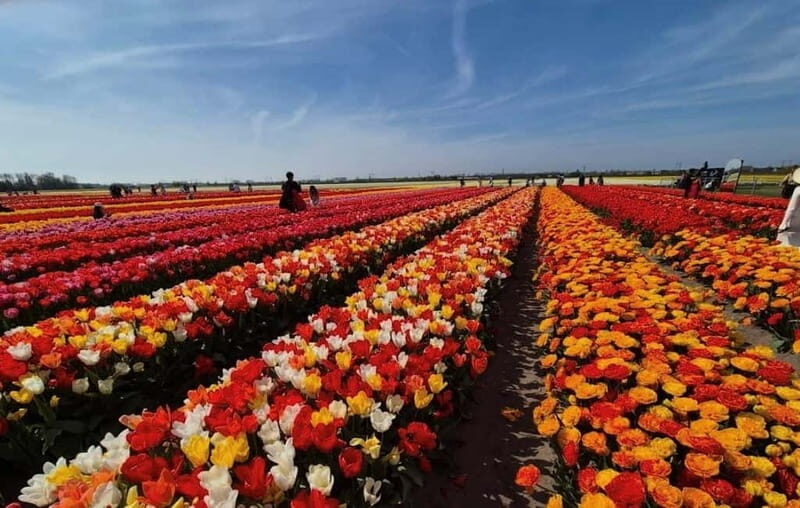 Amsterdam : Tulip Wonderland Tour - The Itinerary in Detail