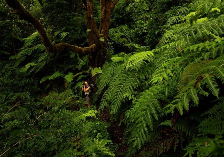 Anaga, La Laguna and Tacoronte-Acentejo - Forests, history and wines: VIP Tour - What Makes This Tour Stand Out