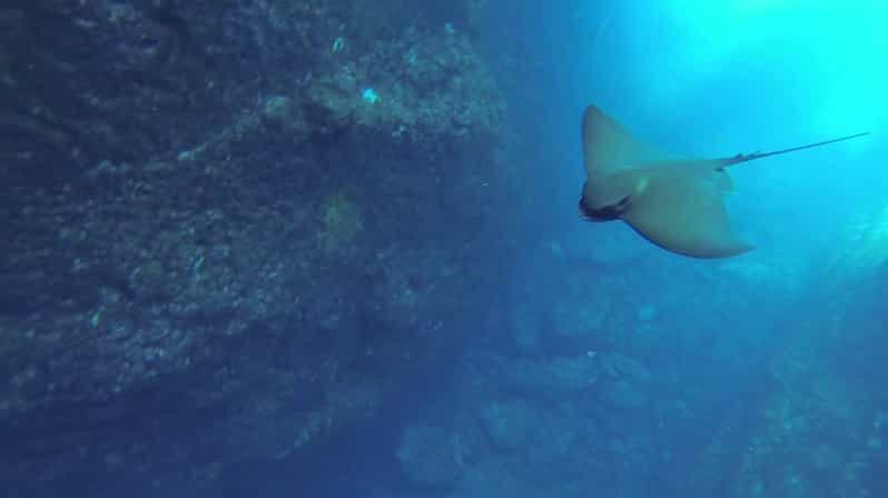 Angra do Heroísmo: Snorkeling Tour by boat - The Marine Environment and Photographic Opportunities