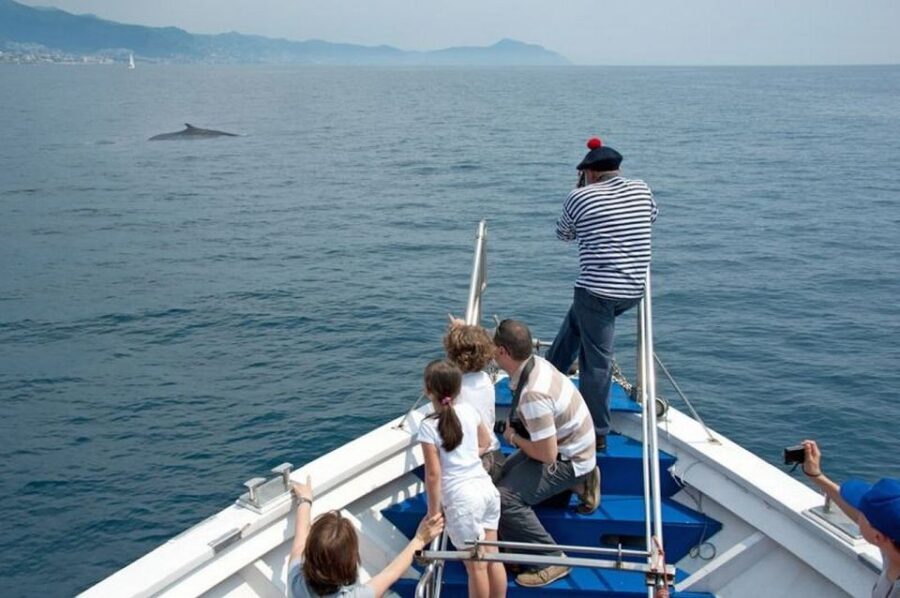 Aquarium of Genoa Ticket and Whale Watching Cruise - The Whale-Watching Cruise: An Adventure on the Open Sea