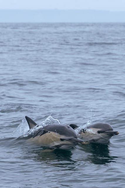 Arrábida - Sesimbra: Dolphin Watching - What’s Included and What’s Not