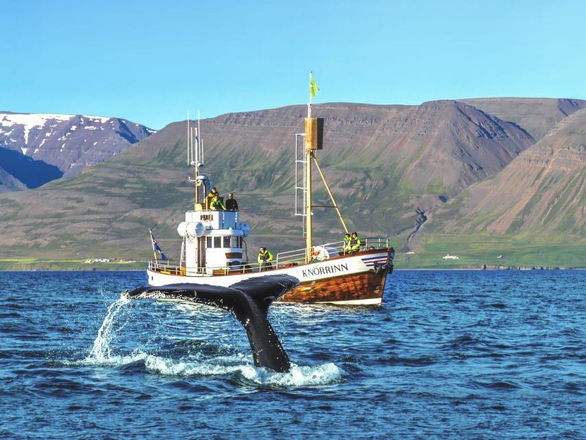 Árskógssandur: Whale-Watching Boat Trip - Who Will Love This Tour?