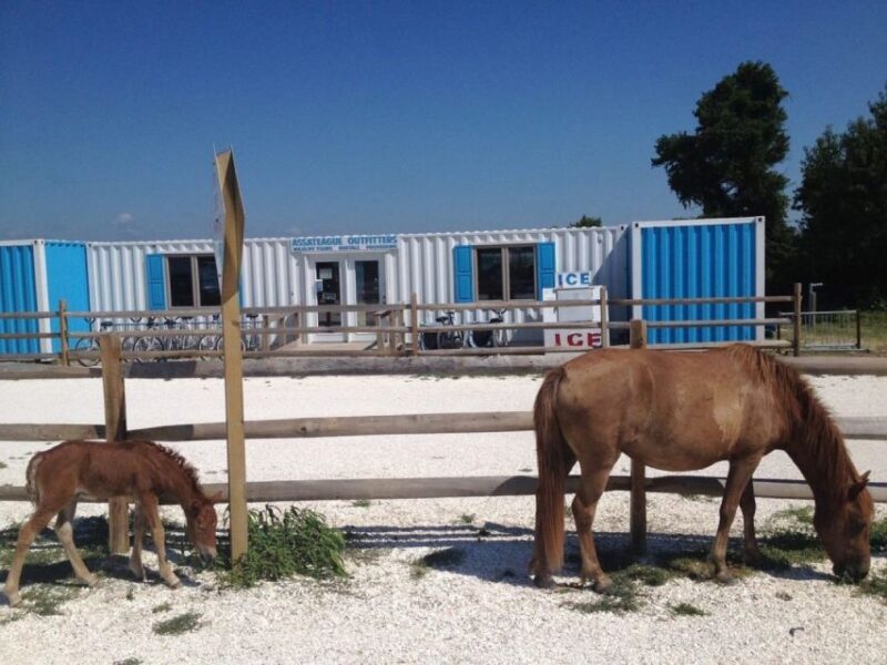 Assateague Island: Bike Rental from the Bayside Stand - Assateague Island: Bike Rental from the Bayside Stand – A Practical Guide for Explorers