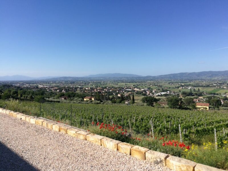 Assisi: Organic Balsamic Vinegar, Olive Oil & Wine Tour - Assisi: Organic Balsamic Vinegar, Olive Oil & Wine Tour — A Flavorful Journey in Umbria