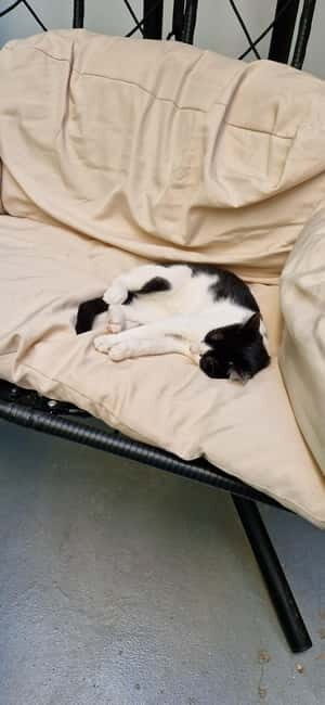 Athens: Cat Cafe Visit with Drink and Sweet - The Practicalities