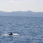 Athens Riviera Private Catamaran Cruise with Meal and Drinks - In-Depth Look at the Experience