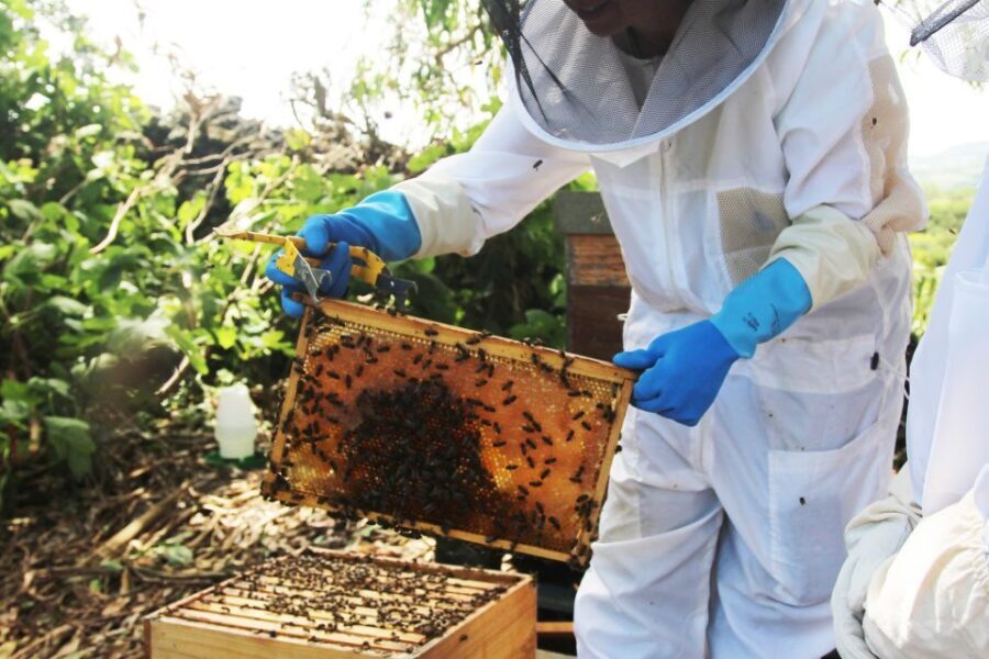 Azores Beekeeping Tour and Honey Taste - What to Expect from the Beekeeping Tour
