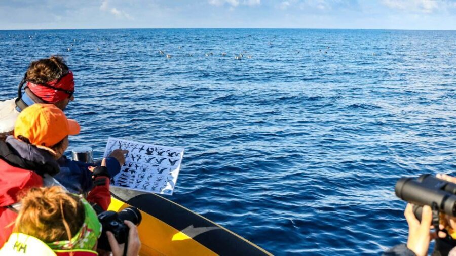 Azores Marine Birdwatching Expedition - What Makes This Tour Stand Out?
