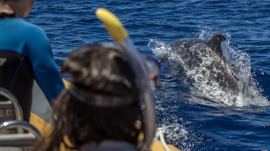 Azores: Swim with Dolphins Atlantic Experience - What Makes This Tour Stand Out?