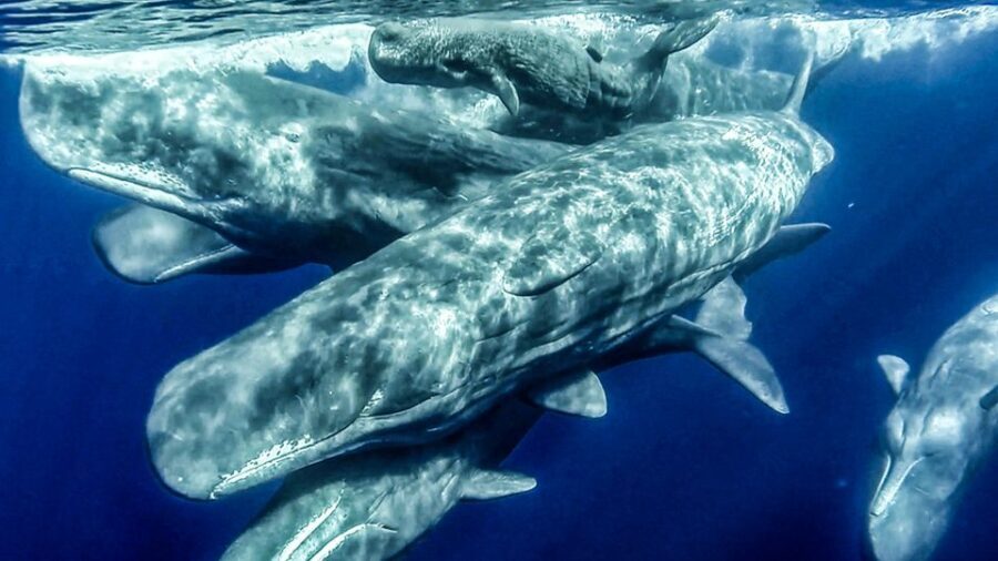 Azores Whale Watching & Islet Boat Tour - An In-Depth Look at the Azores Whale Watching & Islet Boat Tour