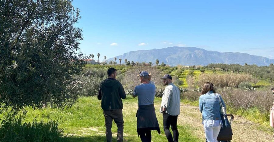 Balestrate: Olive Grove Tour with Wines & Olive Oil Tasting - What You Should Know Before Booking