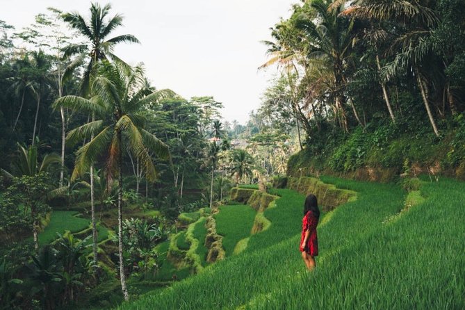 Bali Highlights : Nature, Waterfall, Rice Terraces and Volcano - Bali Highlights: Nature, Waterfalls, Rice Terraces, and Volcano