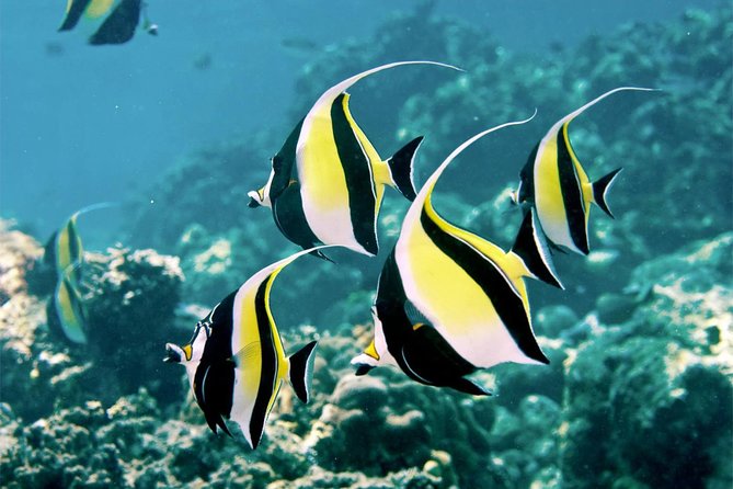 Bali Menjangan Island Snorkeling Day Tour - Bali Menjangan Island Snorkeling Day Tour Review