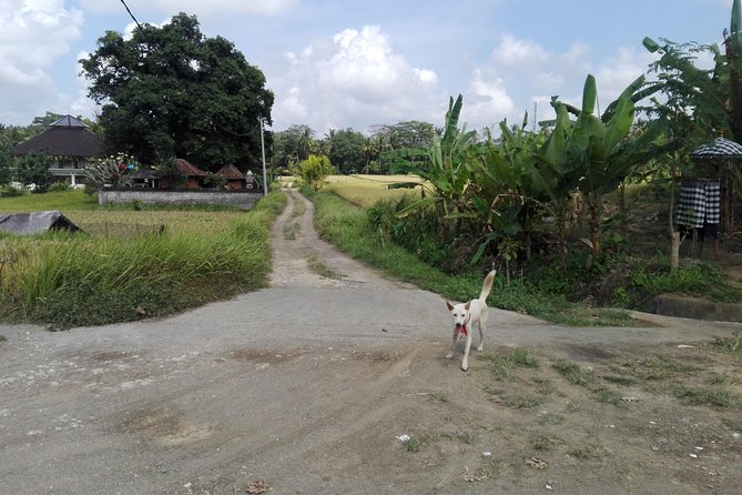 Balinese Cooking Class at Organic Farm - Introducing the Balinese Cooking Class at Organic Farm