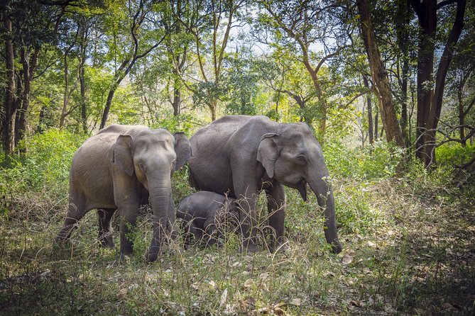 Bangalore to Nagarhole National Park: Wilderness Retreat - Key Points